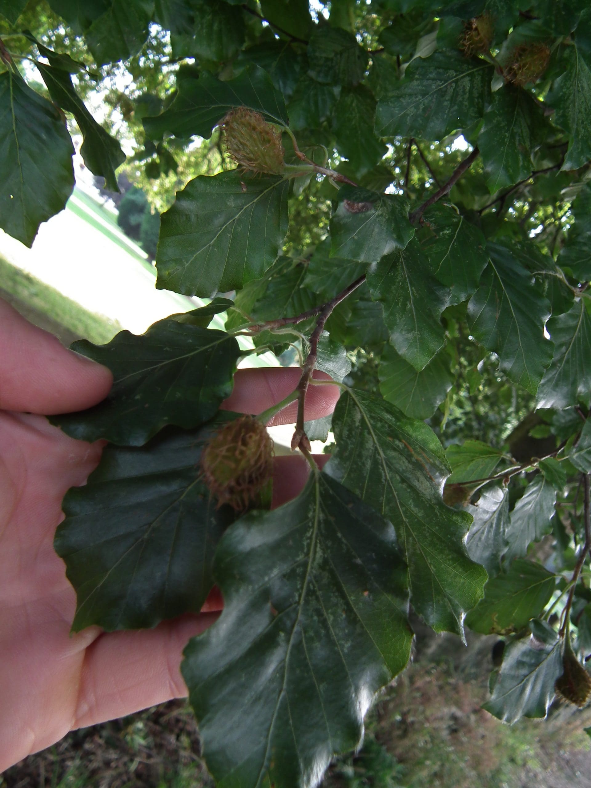 Beech Tree (Fagus sylvatica) Identification