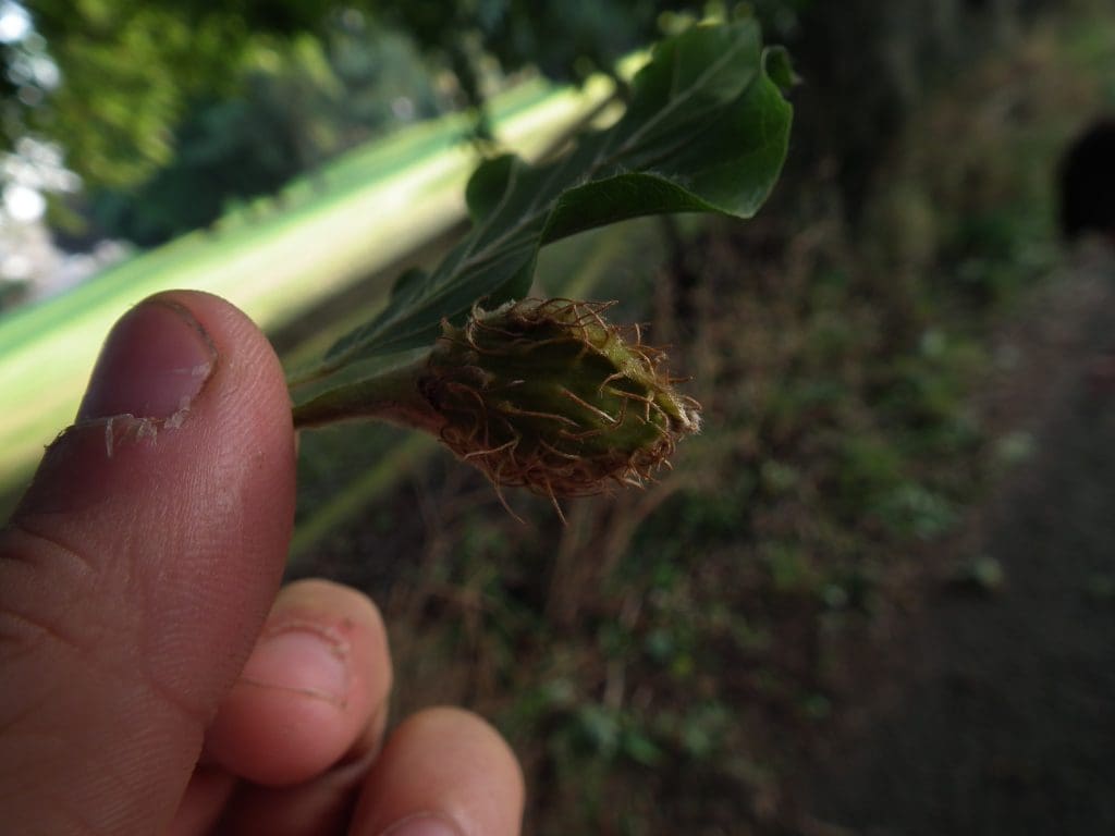 Beech Tree (Fagus sylvatica) Identification