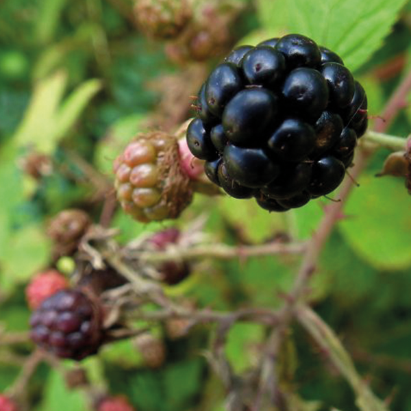 Blackberry (Rubus Fruticosus) Identification