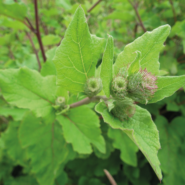 Burdock (Arctium lappa) Identification