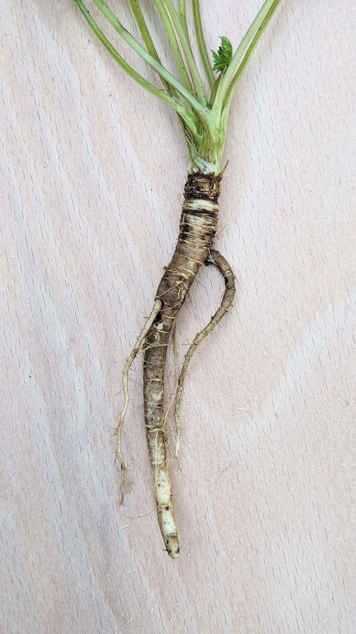 Cows Parsley (Anthriscus Sylvestris) Identification