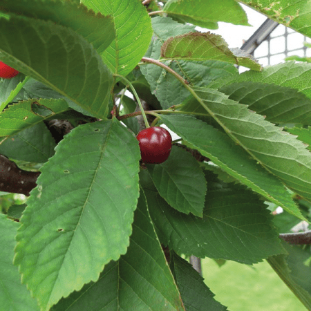 Wild Cherry (Prunus Cerasus) Identification Guide