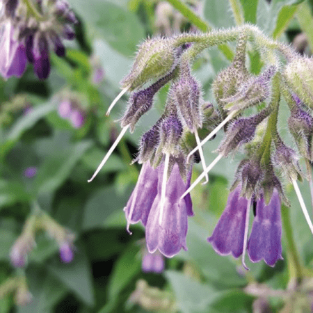 Comfrey (Symphytum officinale) Identification