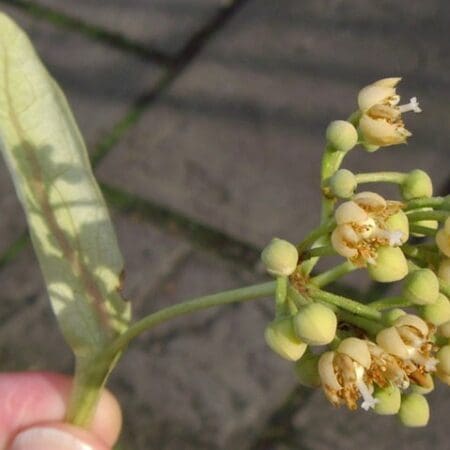 Common Lime (Tilia x Europaea) Identification