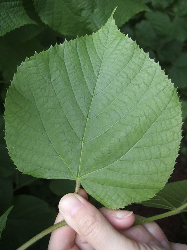 Common Lime (Tilia x Europaea) Identification