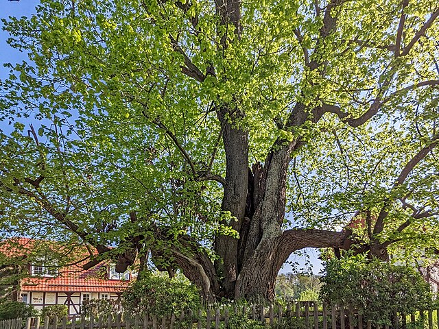 Common Lime (Tilia x Europaea) Identification