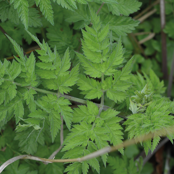 Cows Parsley (Anthriscus Sylvestris) Identification