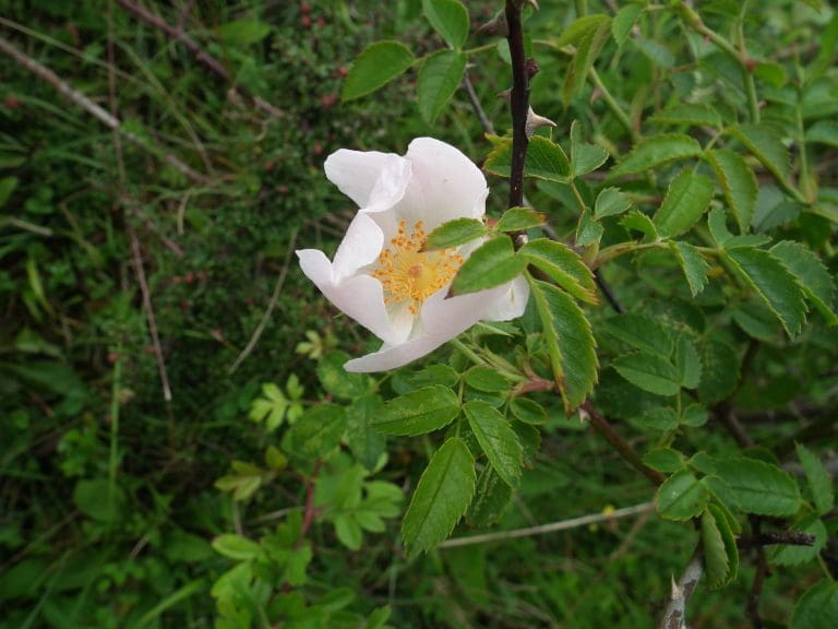 Dog rose (Rosa canina) Identification