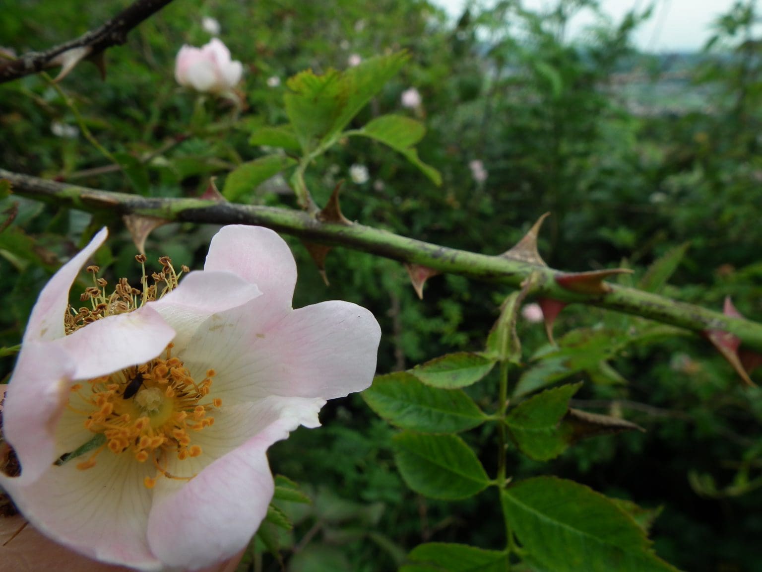 Dog rose (Rosa canina) Identification