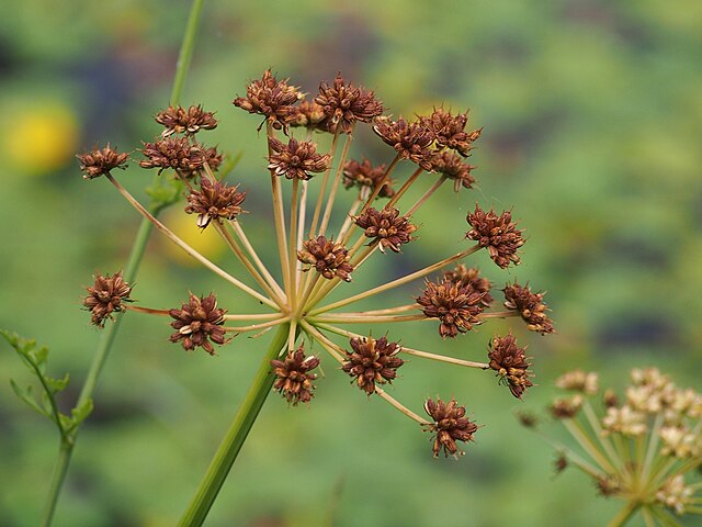 Identify Water Hemlock Dropwort