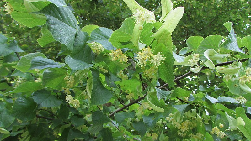 Common Lime (Tilia x Europaea) Identification
