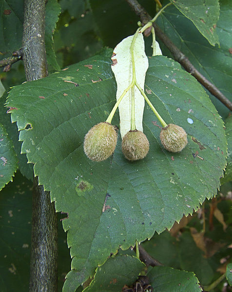 Common Lime (Tilia x Europaea) Identification