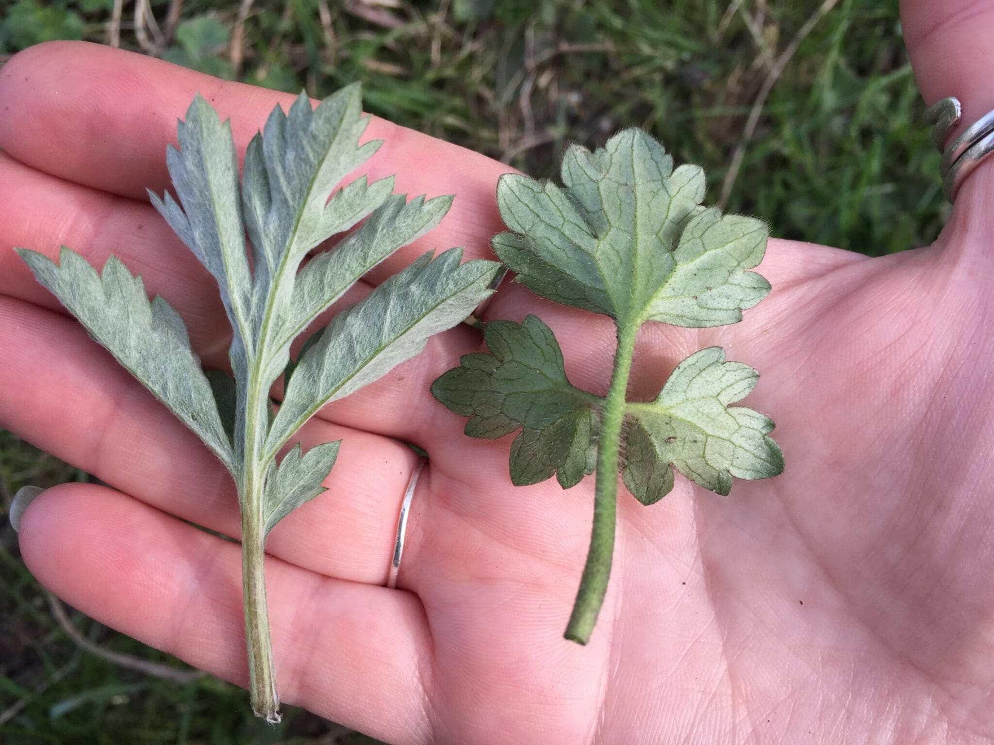 Mugwort (Artemisia vulgaris) Identification