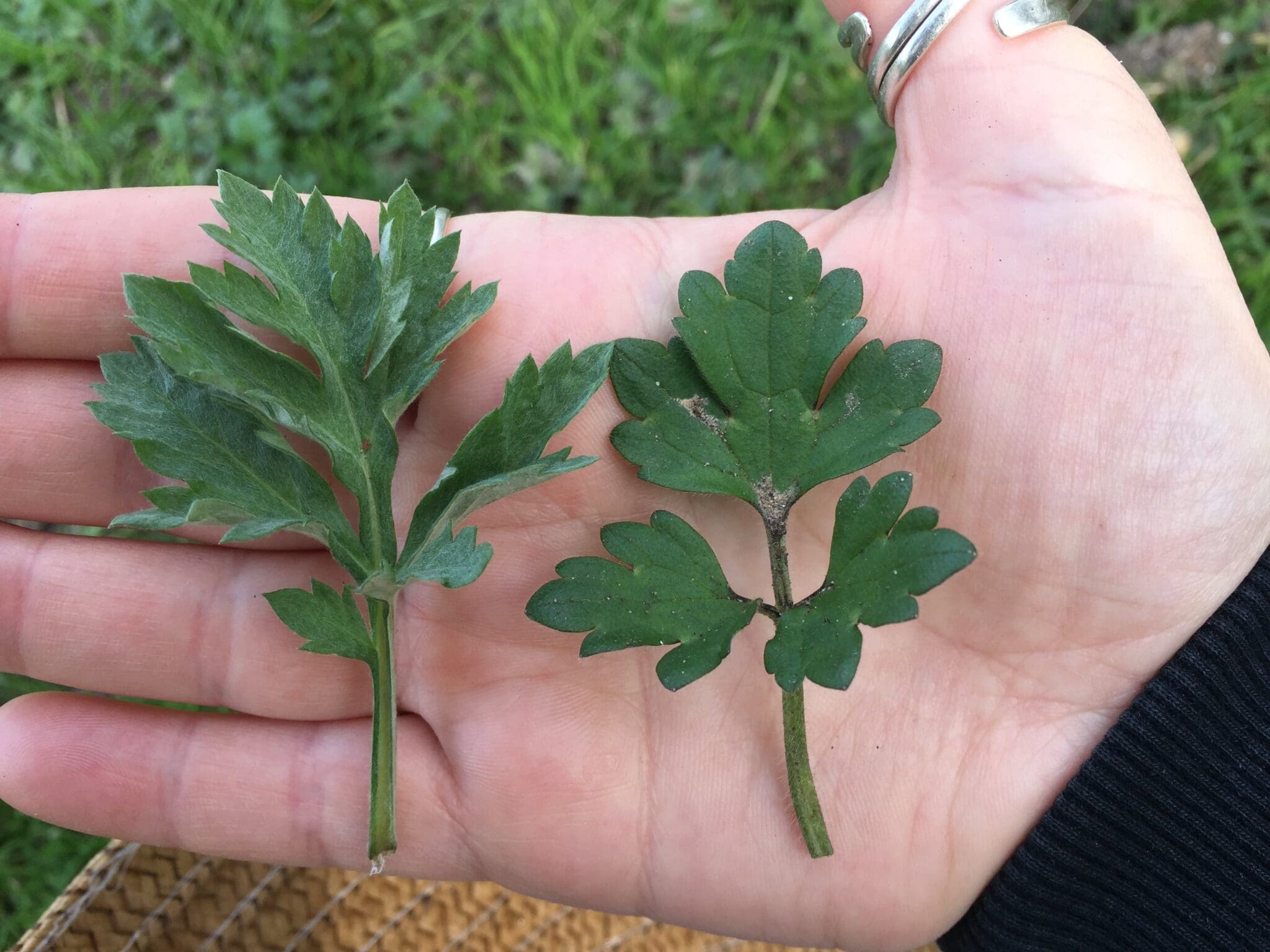 Mugwort (Artemisia vulgaris) Identification