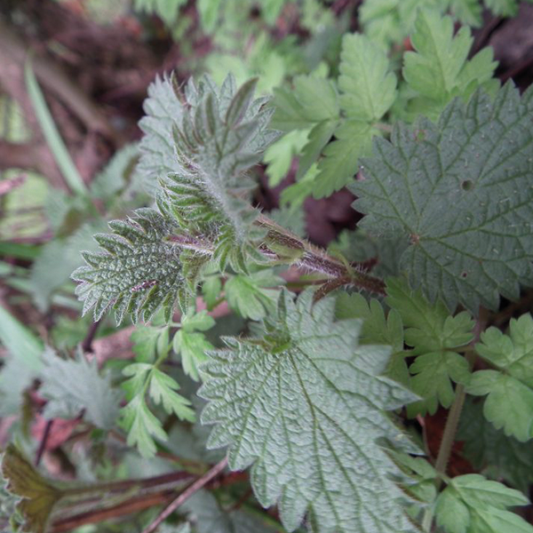 Stinging Nettles (Urtica Dioica) Identification