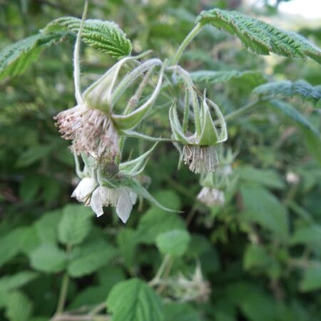 Identify Wild Raspberry