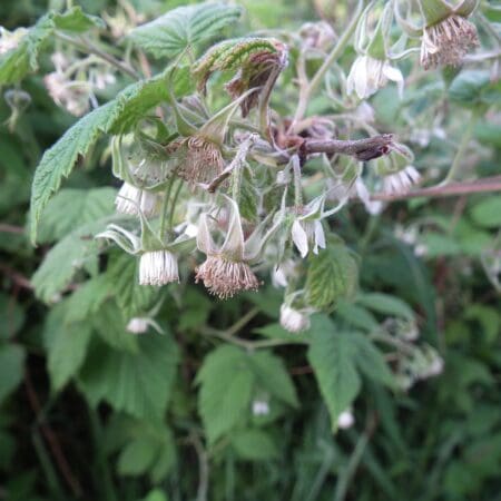 Identify Wild Raspberry
