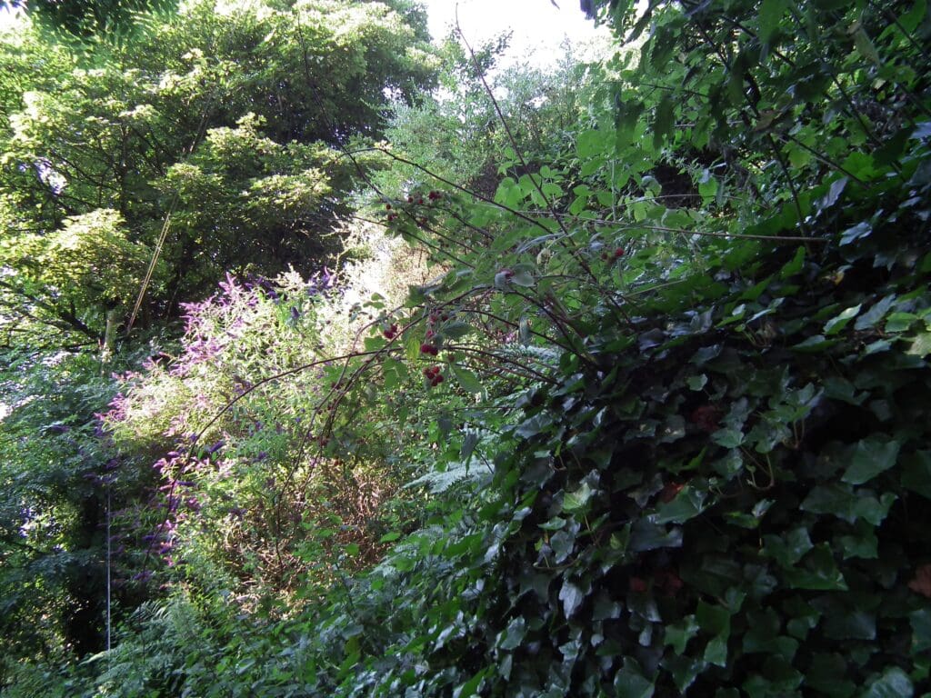 Identify Wild Raspberry