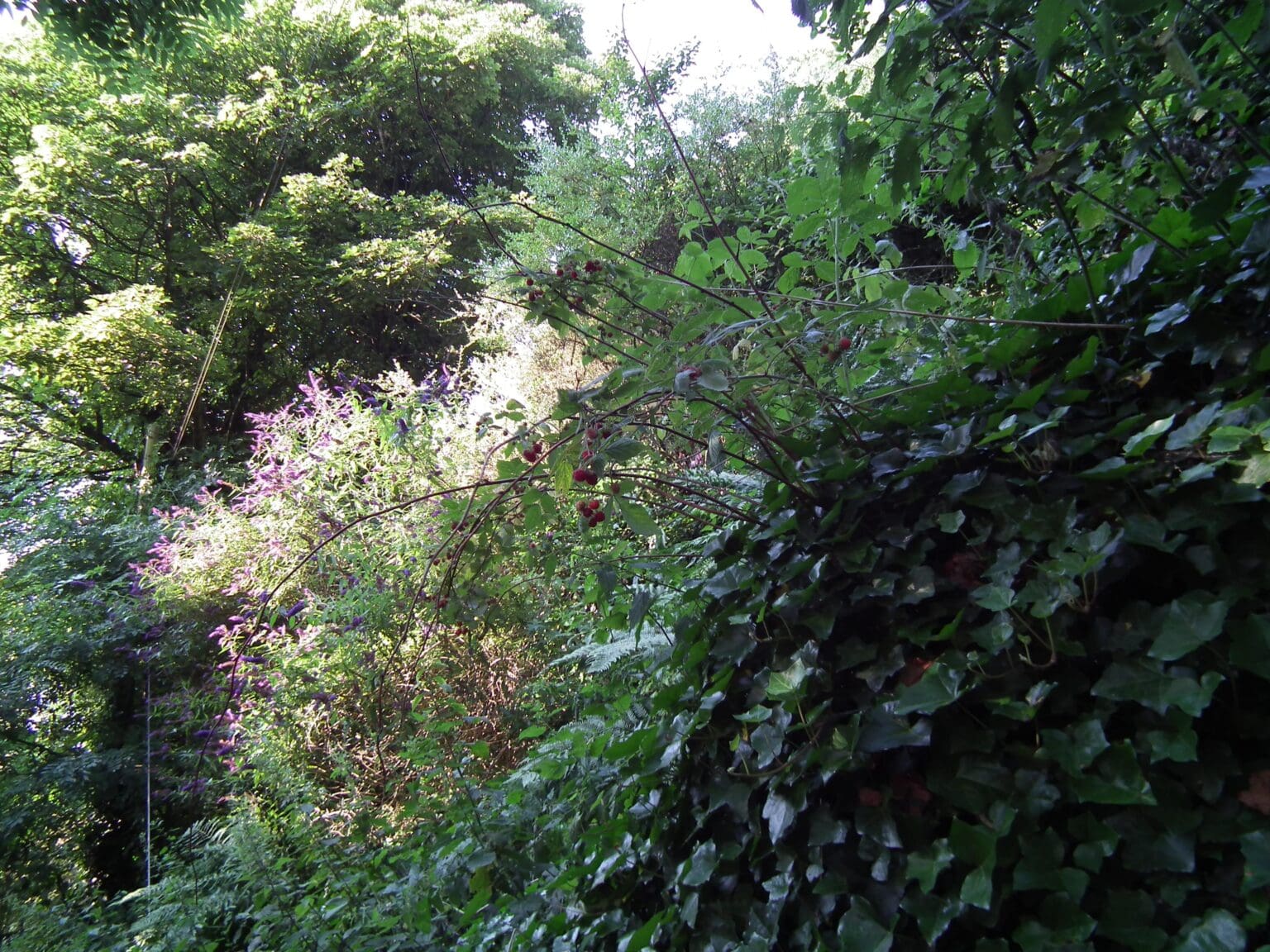Identify Wild Raspberry