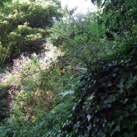 Identify Wild Raspberry