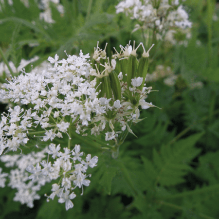 Meadowsweet (Filipendula ulmaria) Identification
