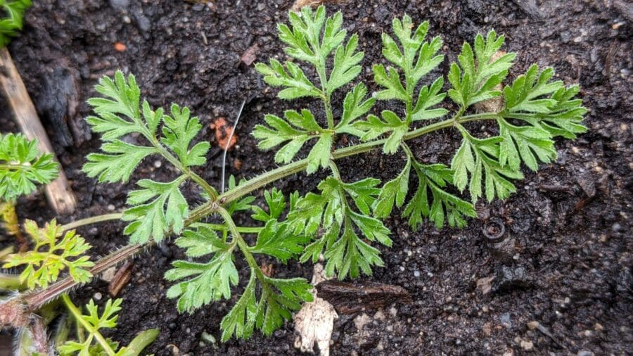 Wild Carrot (Daucus Carota) Identification