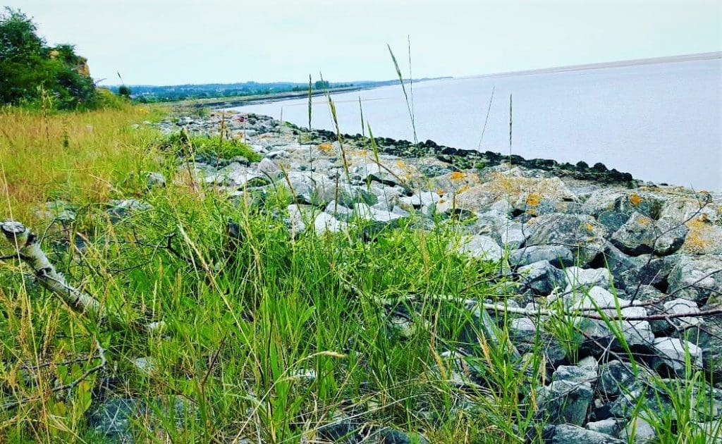 Ragwort (Senecio jacobaea) Identification Guide