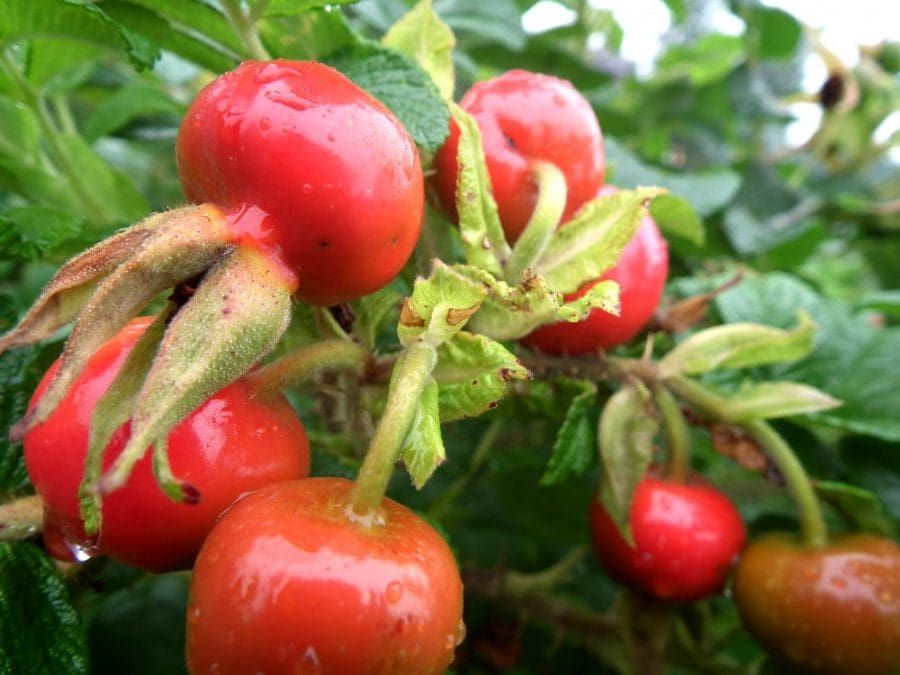 Docks (Rumex species) Identification