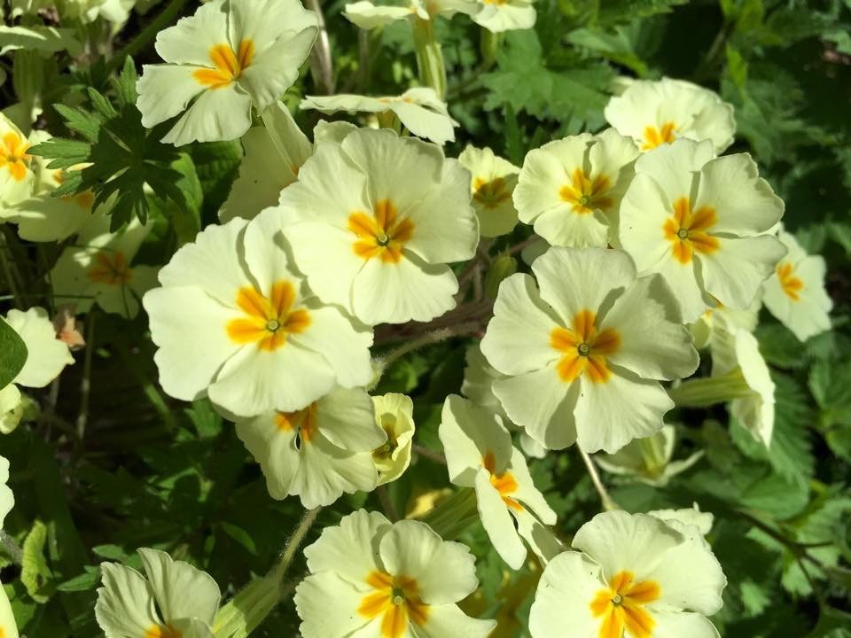 Primrose (Primula vulgaris) Identification Guide