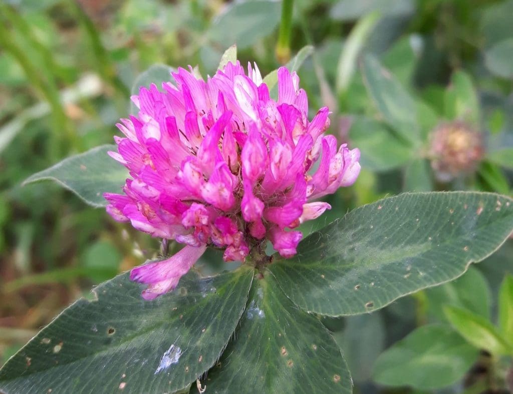Clovers (Trifolium repens) Identification