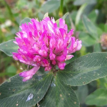 Clovers (Trifolium repens) Identification