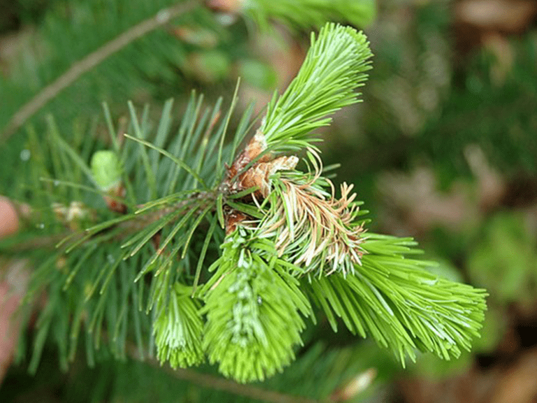 How to tell the difference between Douglas Fir, Spruce and Pine Trees ...