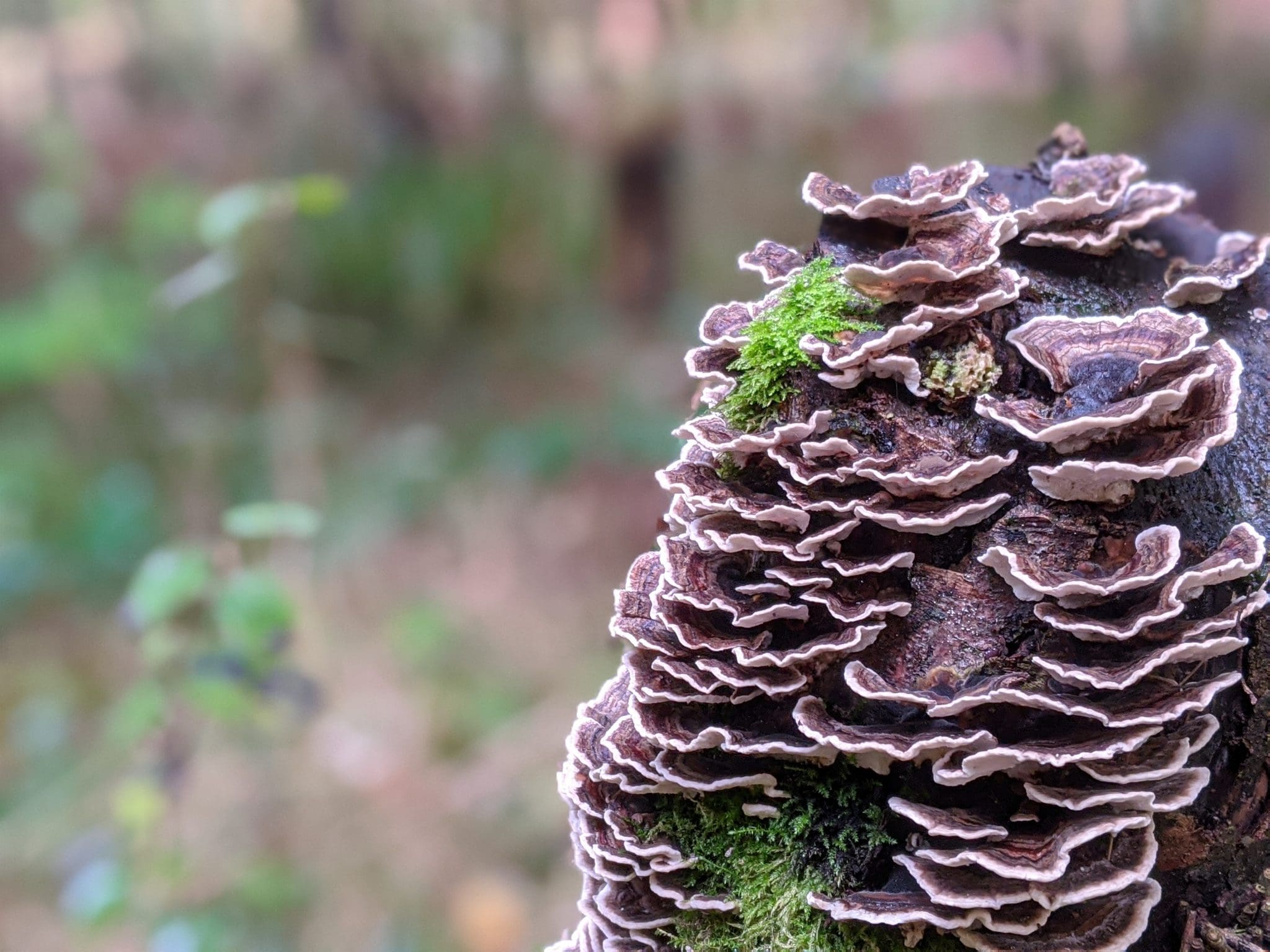 Turkey Tails (Trametes Versicolor)