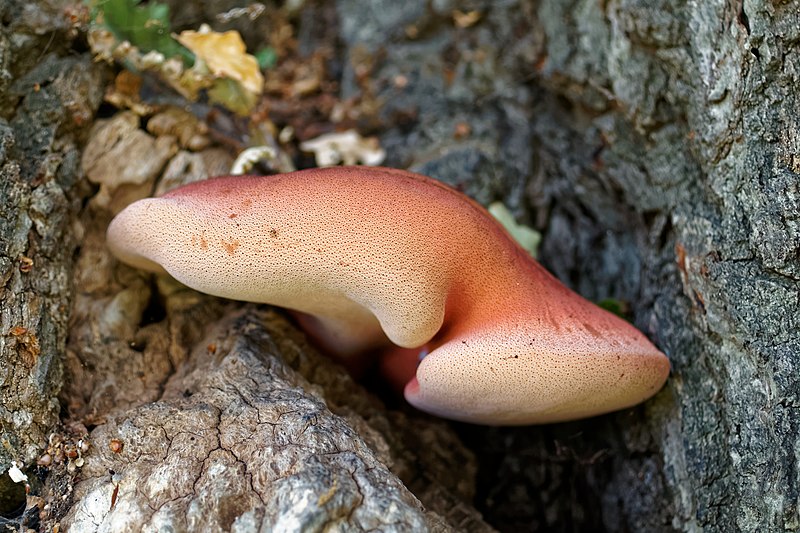 Beefsteak Fungus (Fistulina Hepatica) - Identification
