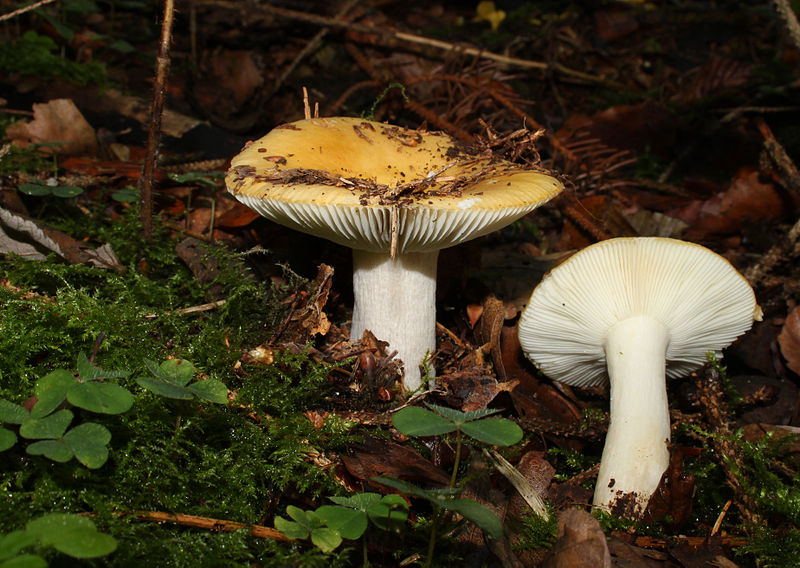Common Yellow Brittlegill (Russula ochroleuca)