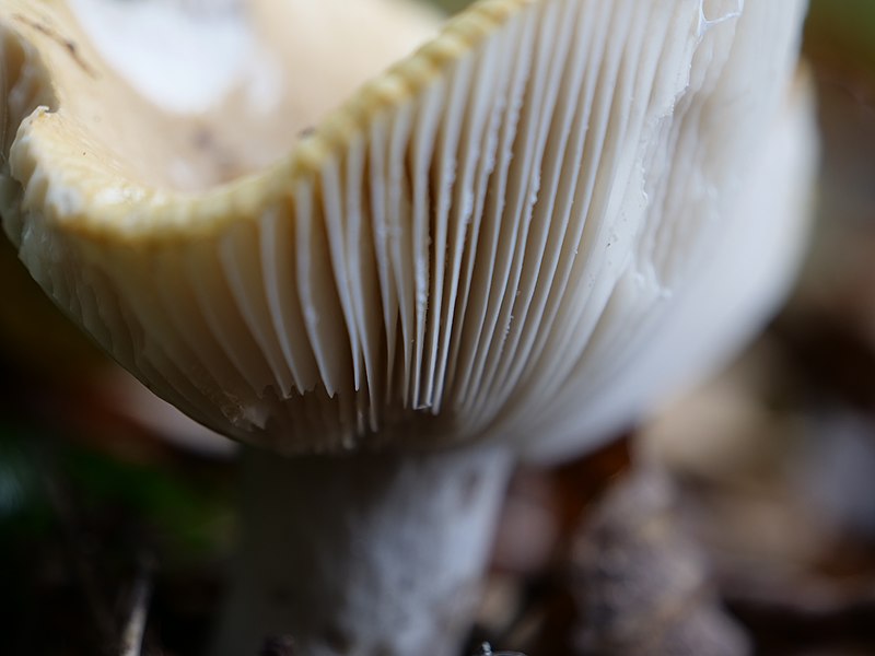 Common Yellow Brittlegill (Russula ochroleuca)