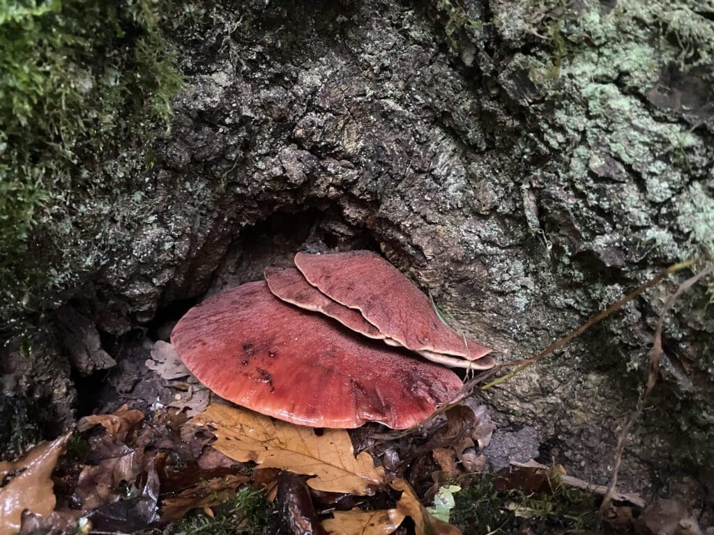 Beefsteak Fungus (Fistulina Hepatica) - Identification