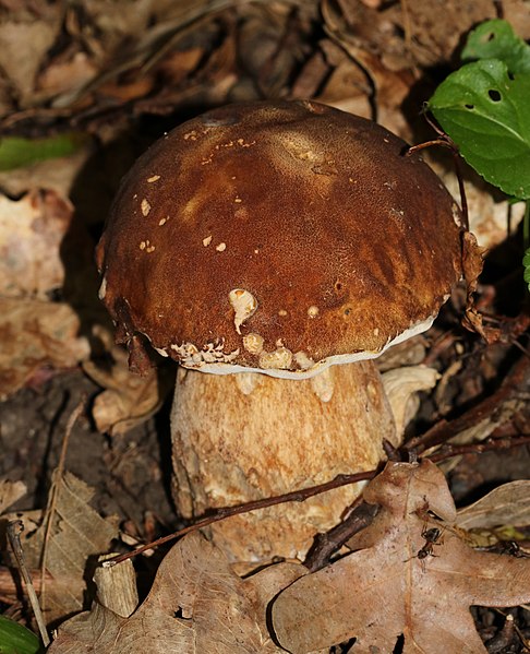 Summer Bolete (Boletus reticulatus) - Identification