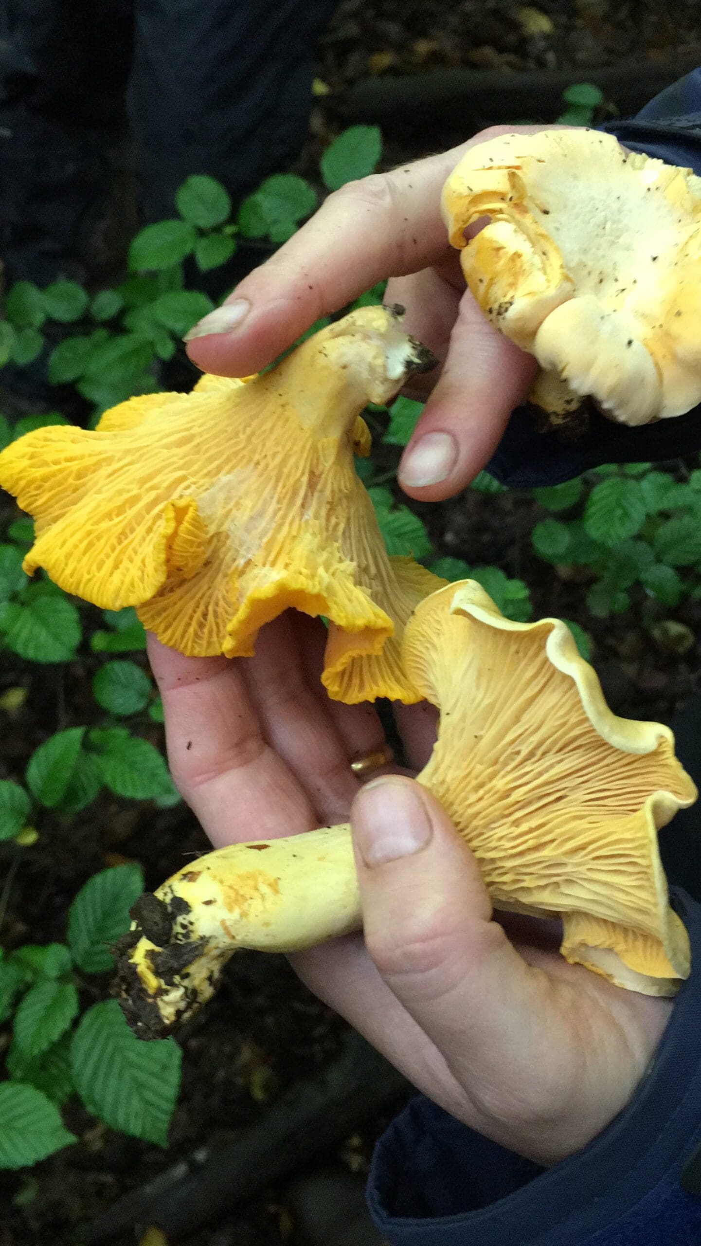Chanterelles or False Chanterelles?