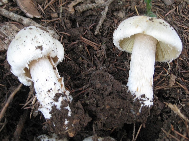Deadly Fibrecaps (Inocybe erubescens) Identification