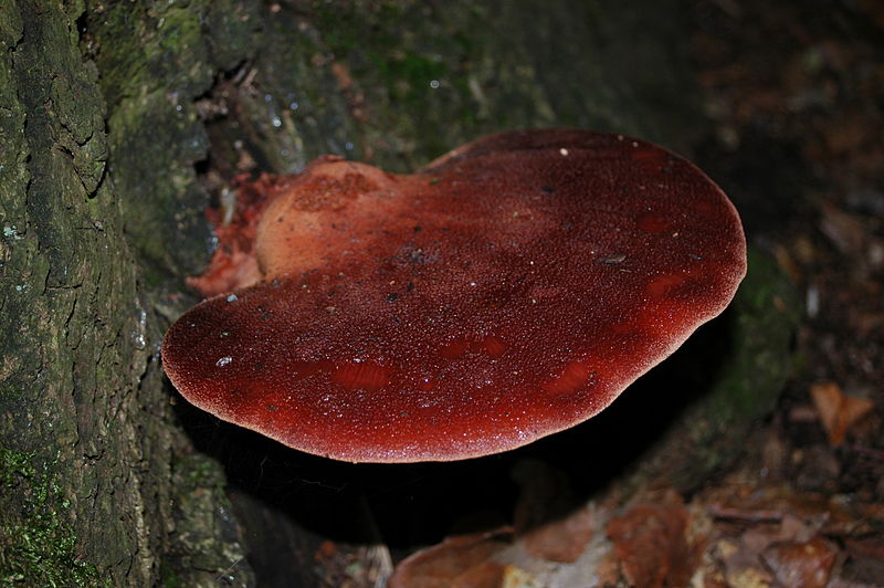 Beefsteak Fungus (Fistulina Hepatica) - Identification