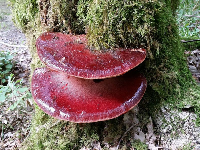 Beefsteak Fungus (Fistulina Hepatica) - Identification
