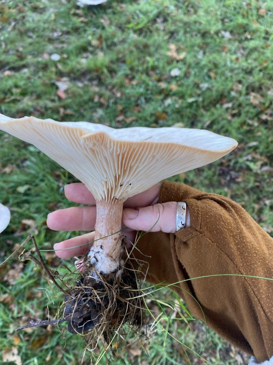 Trooping Funnel (Infundibulicybe Geotropa) Identification