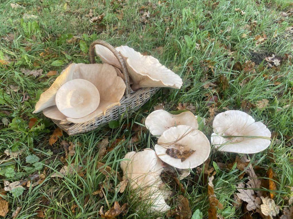 Trooping Funnel (Infundibulicybe Geotropa) Identification