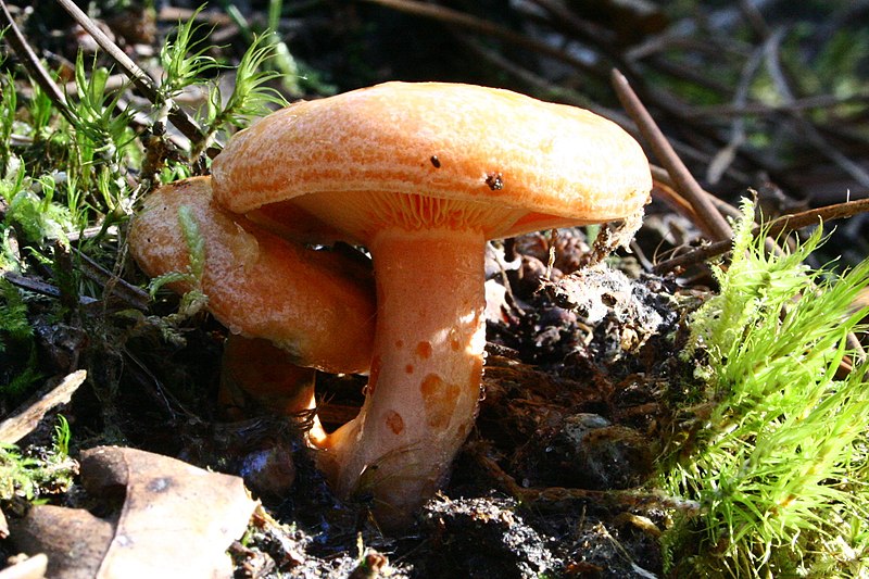 Saffron Milkcap Mushroom (Lactarius deliciosus) - Identification