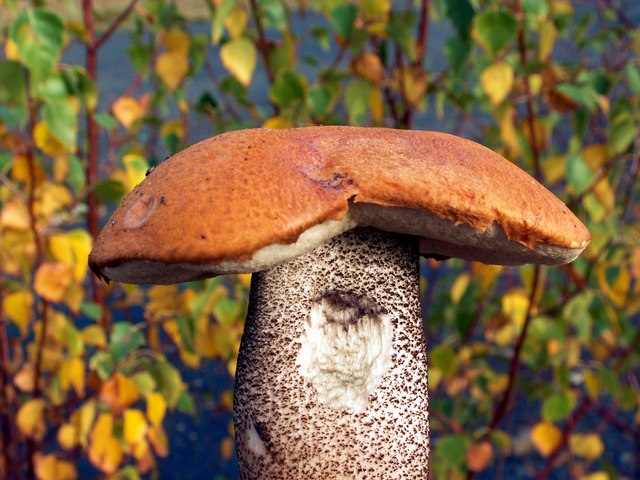 Orange Birch Bolete (Leccinum versipelle) -Identification
