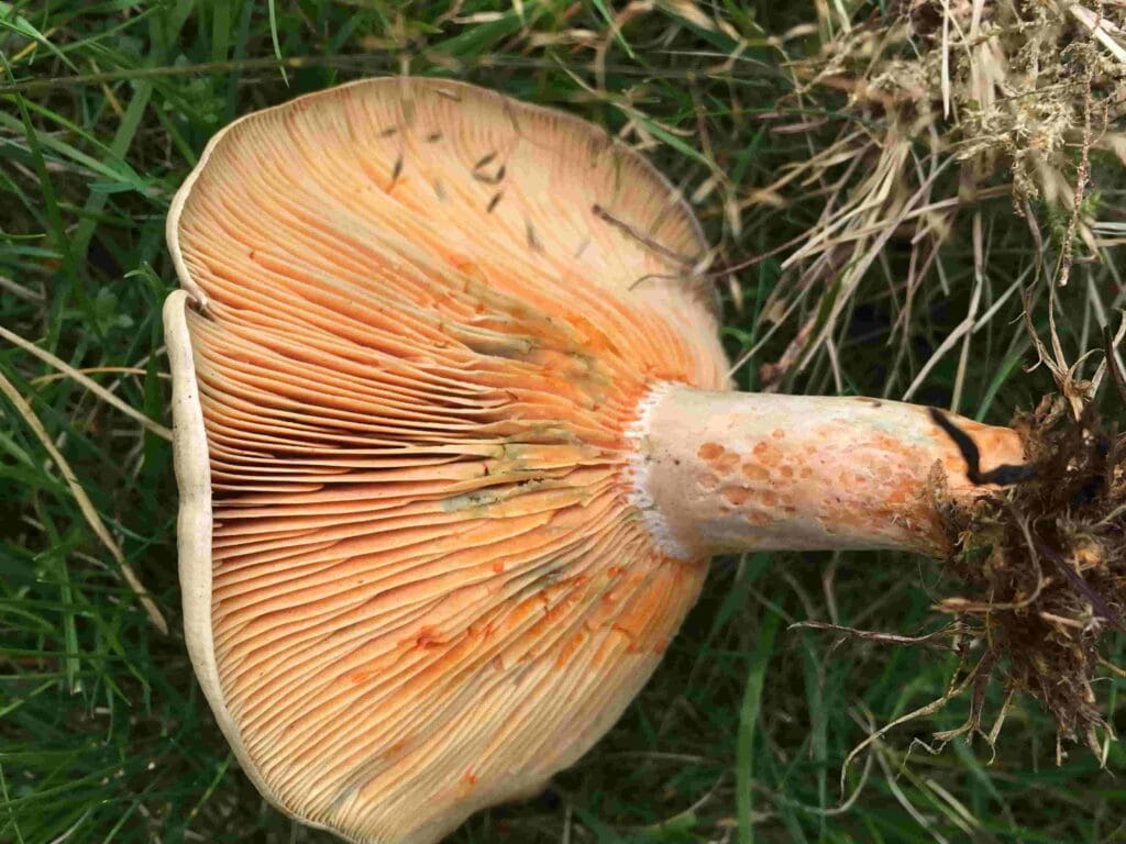 Saffron Milkcap Mushroom (Lactarius deliciosus) - Identification