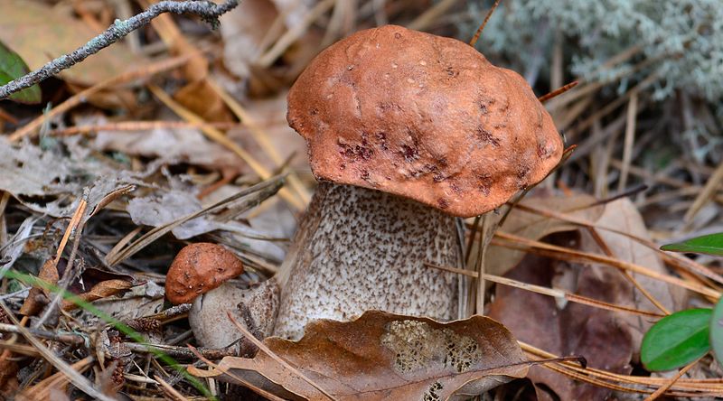 Orange Birch Bolete (Leccinum versipelle) -Identification