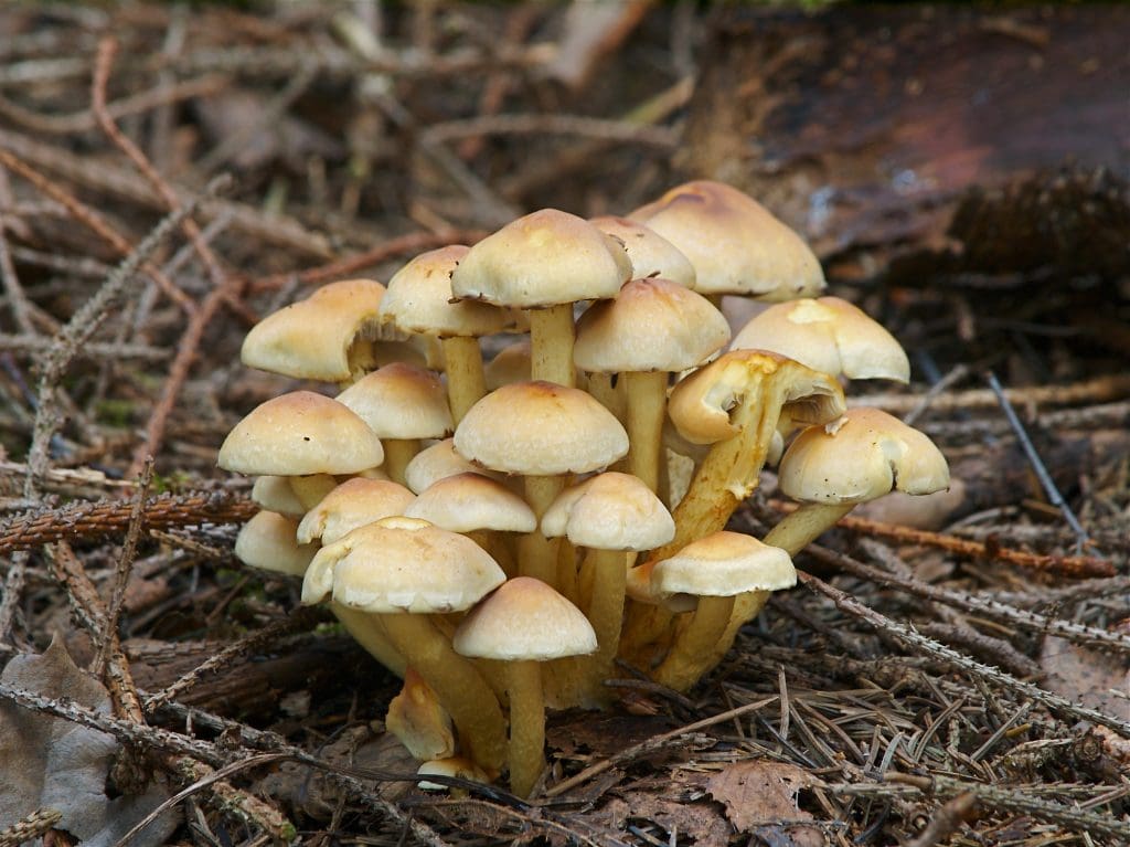 Identifying Mushrooms Correctly - Totally Wild UK