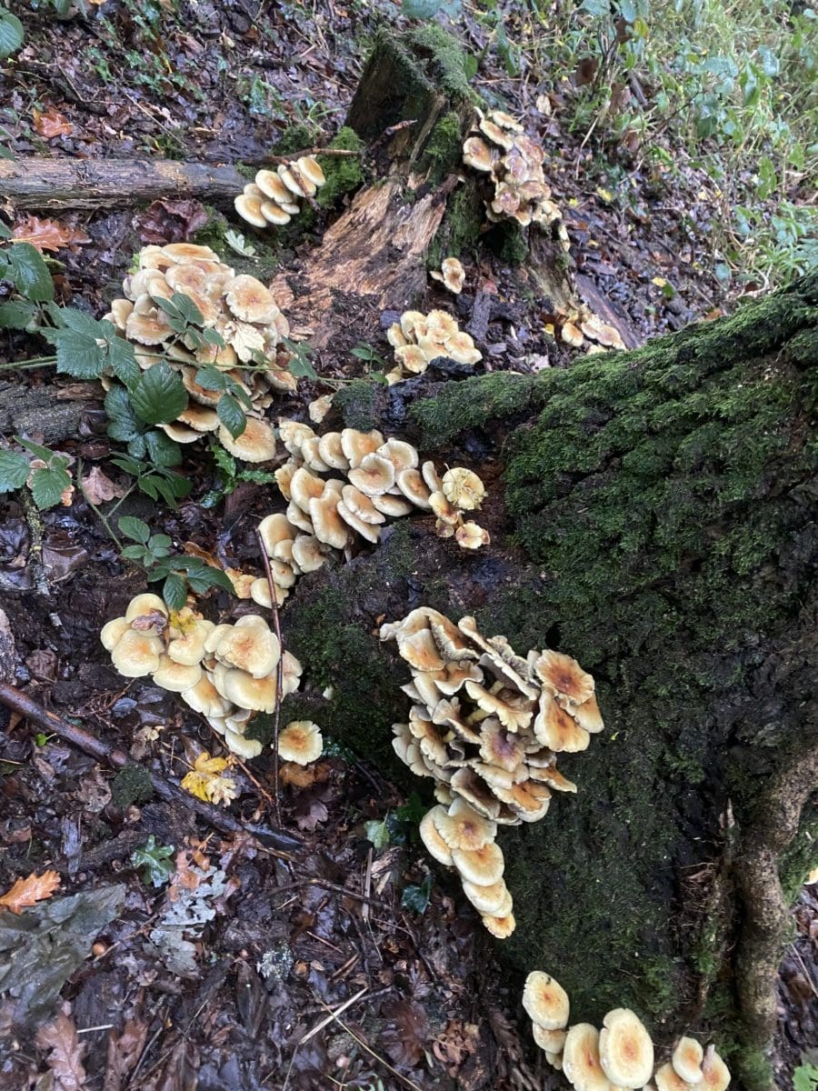 Sulphur Tuft (Hypholoma fasciculare) Identification